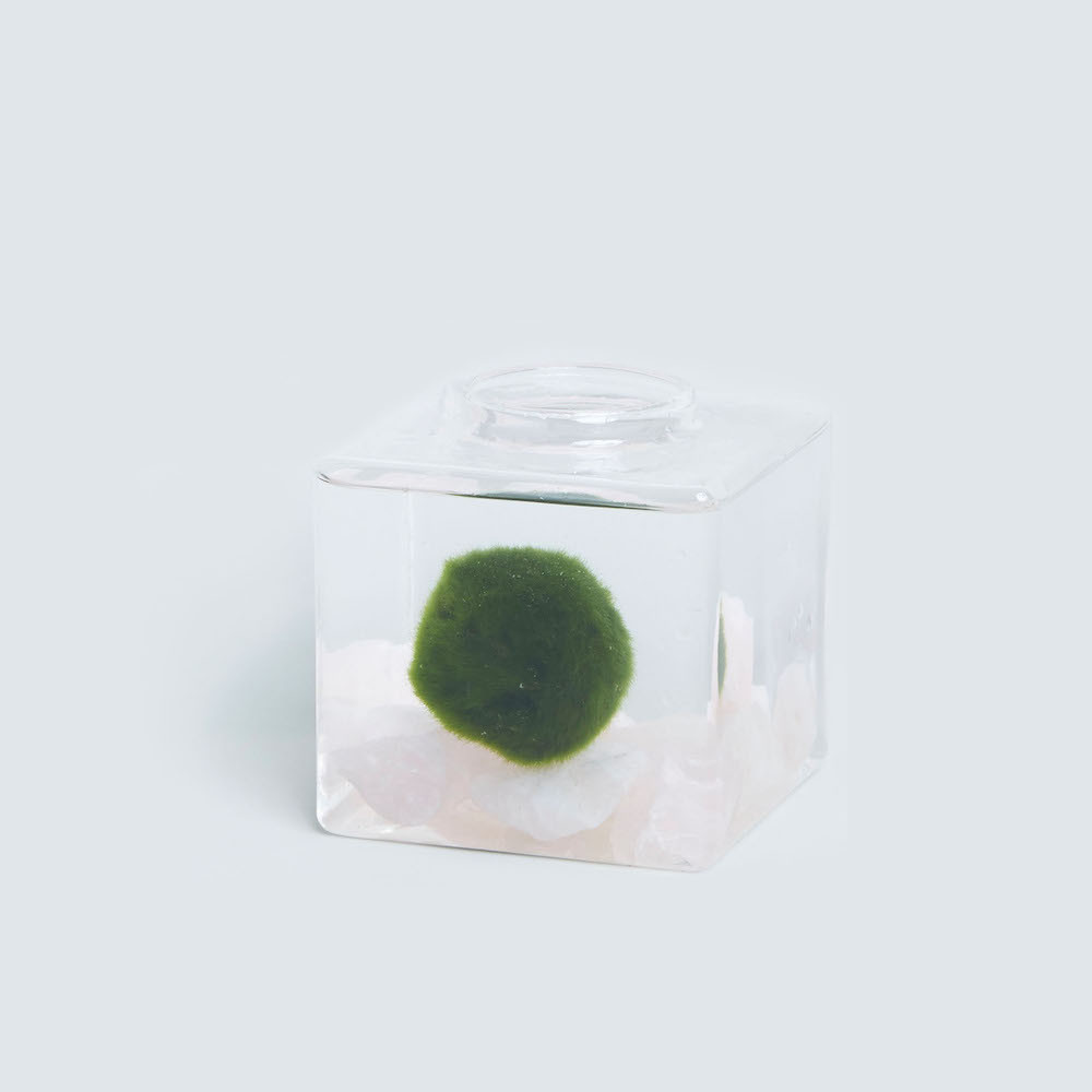 Marimo Plants 101: Your Complete Guide to Moss Balls | domino