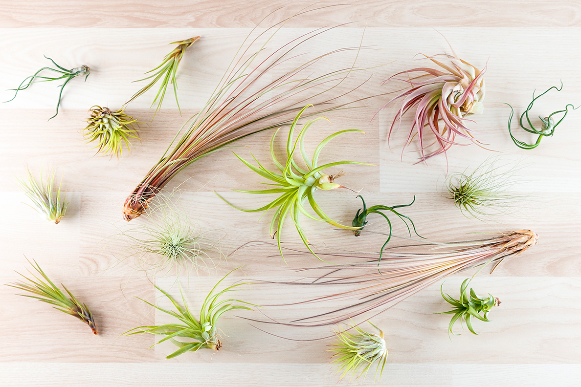 Everything You Need to Know About How to Water Air Plants | domino