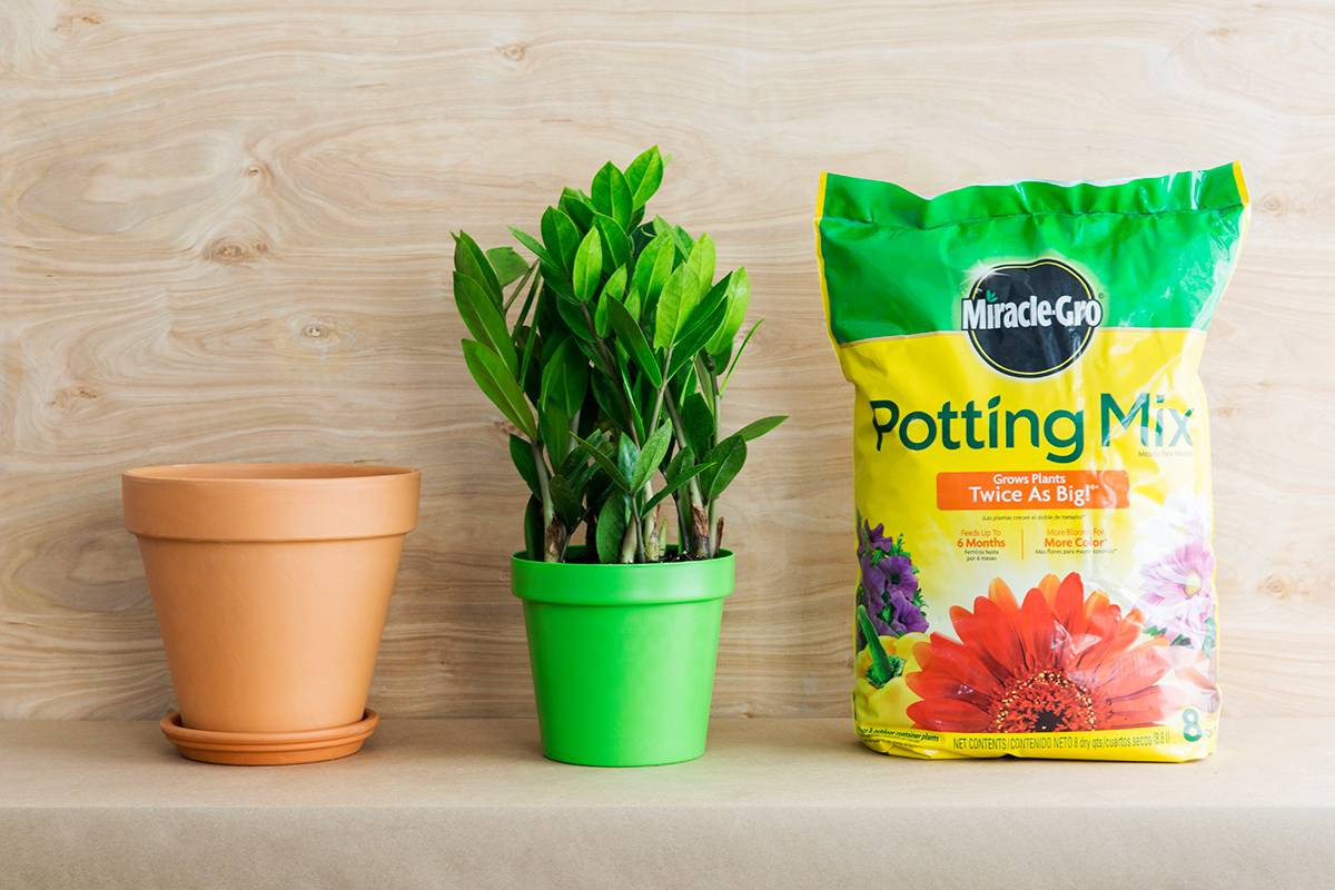 How To Properly Pot A Houseplant | Domino