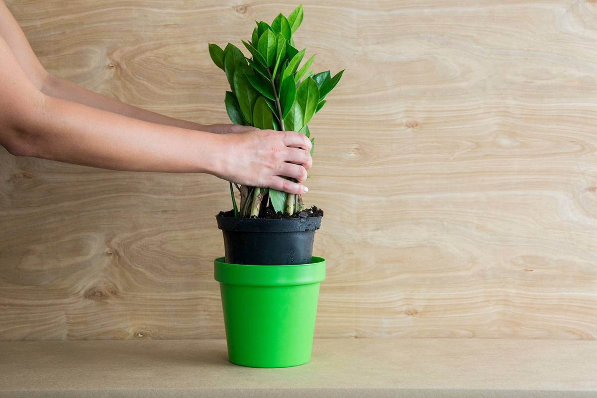 How To Properly Pot A Houseplant | Domino