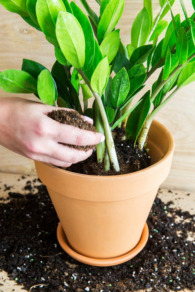 How To Properly Pot A Houseplant | Domino