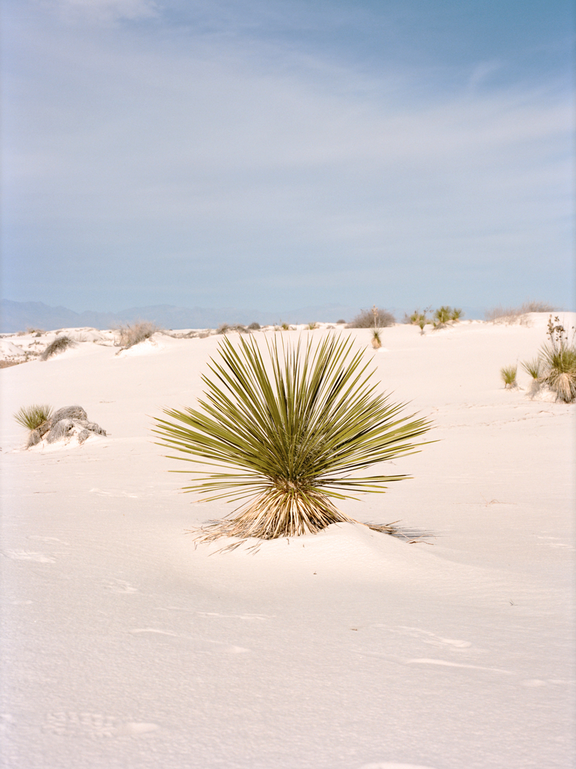 7 Yucca Plant Care Tips That’ll Make Your Greenery Thrive