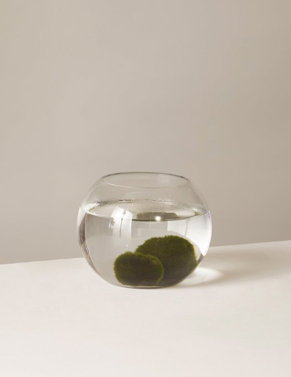 Marimo Plants 101: Your Complete Guide to Moss Balls