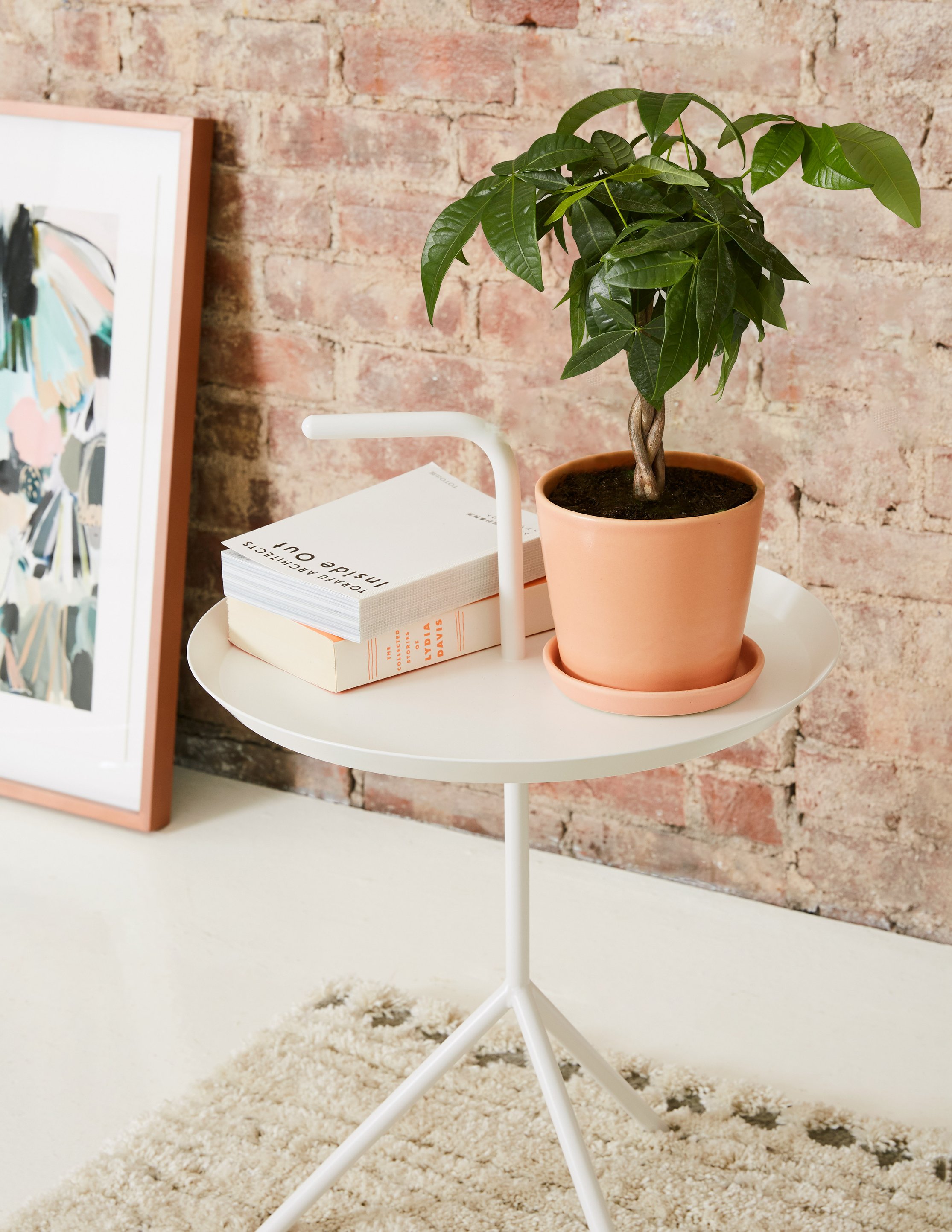 Learn How to Care for a Money Tree And It Might Save You Cash