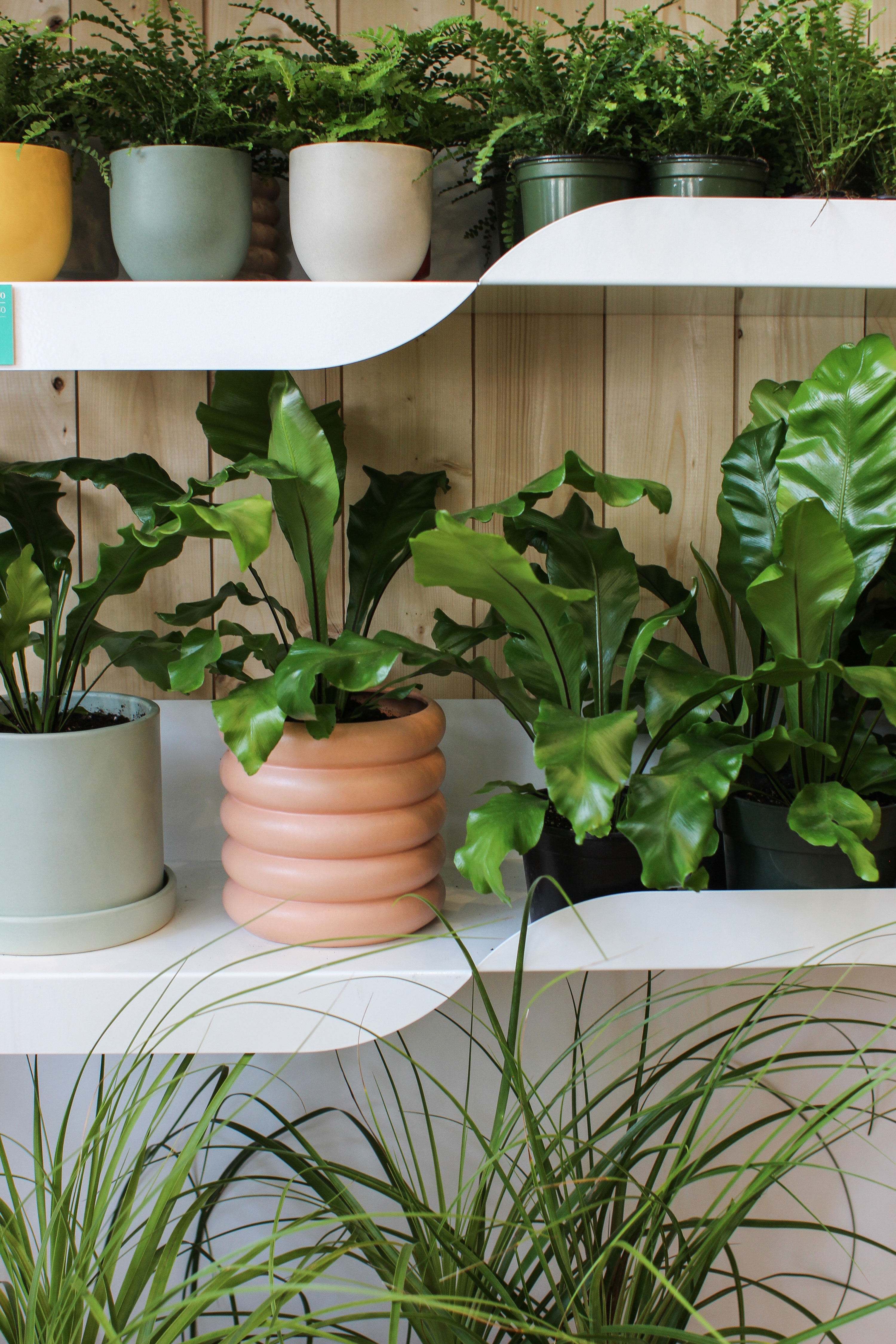 The Sill Just Opened a New Store in San Francisco