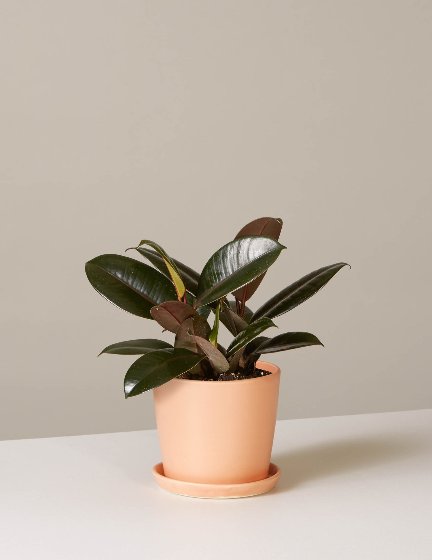 3 Rubber Plant Care Tips You Need to Know