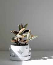 6 Indoor Plant Pot Ideas No One Will See Coming