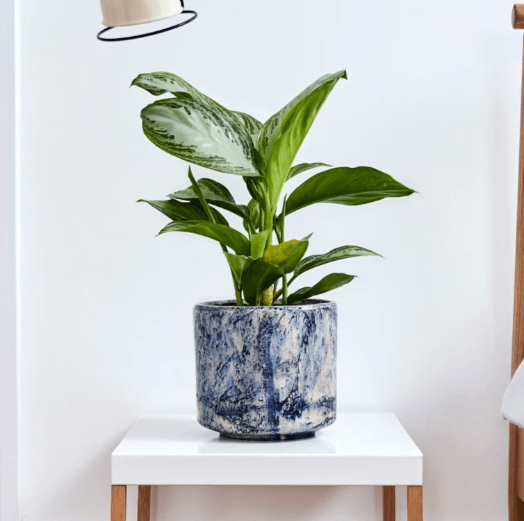 Plant-Filled Restaurants Around the World - Tips For Decorating With ...