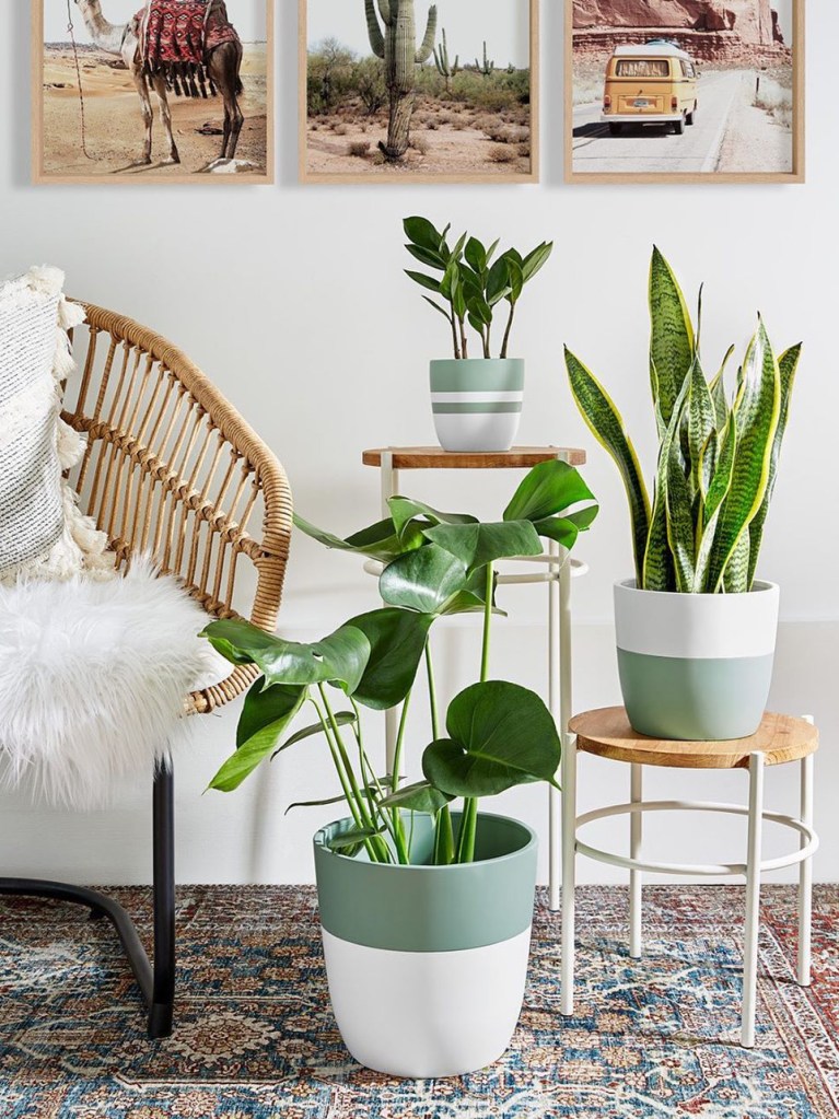Variegated Plants Trend 2017, Colorful Patterned Leaves