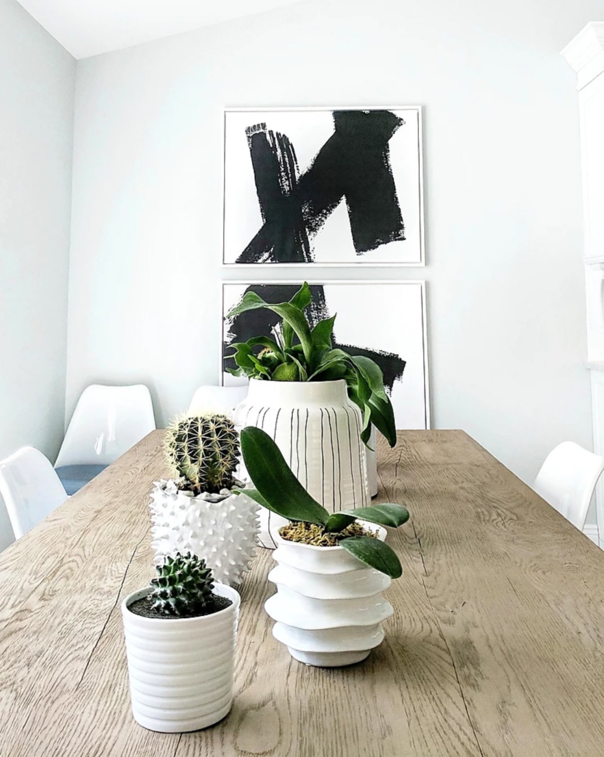 3 Different Types of Cactus We Love and How to Care for Them