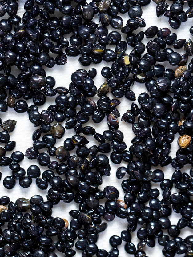 Everything You Need to Know About Sprouting Grains, Legumes, and Nuts