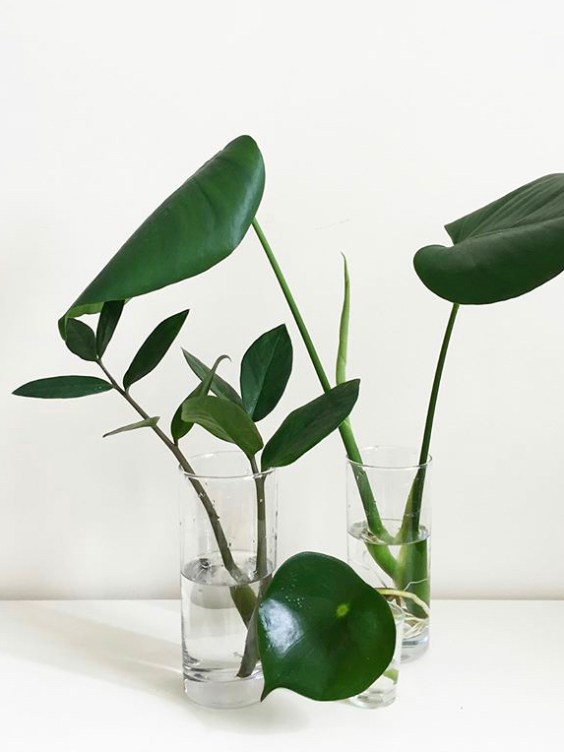How to Propagate Your Monstera, Because the More the Merrier