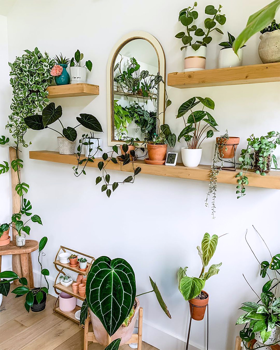 12 Ways to Arrange Your Perfect Indoor Plant Shelf - Domino