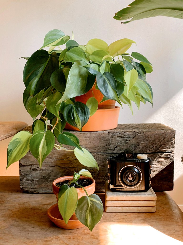 How to Take Care of a Philodendron Mican, the Trailing Plant with ...