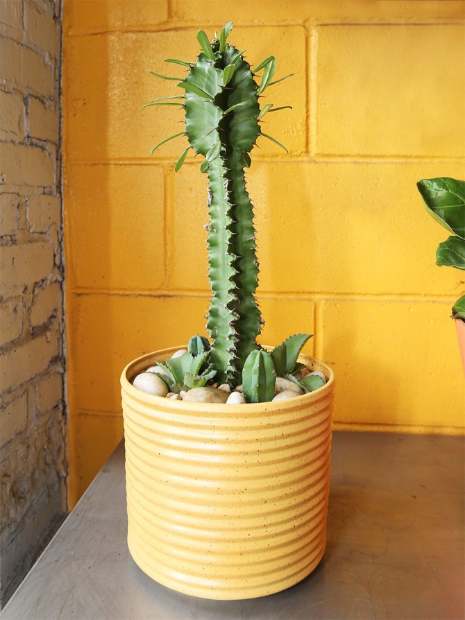 How Often to Water a Cactus Because They, Too, Need a Drink