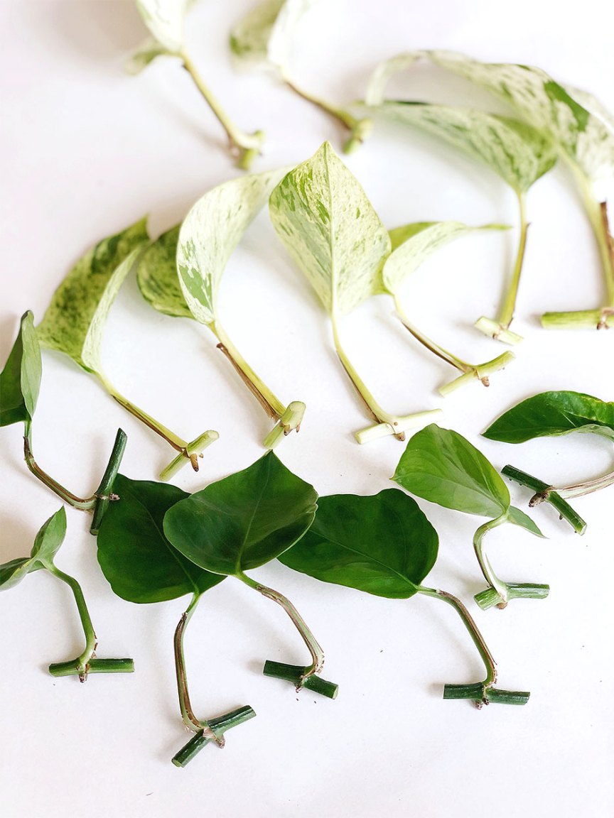 Propagating Pothos 101: One Plant-Lover’s Trick for Doing It in Soil