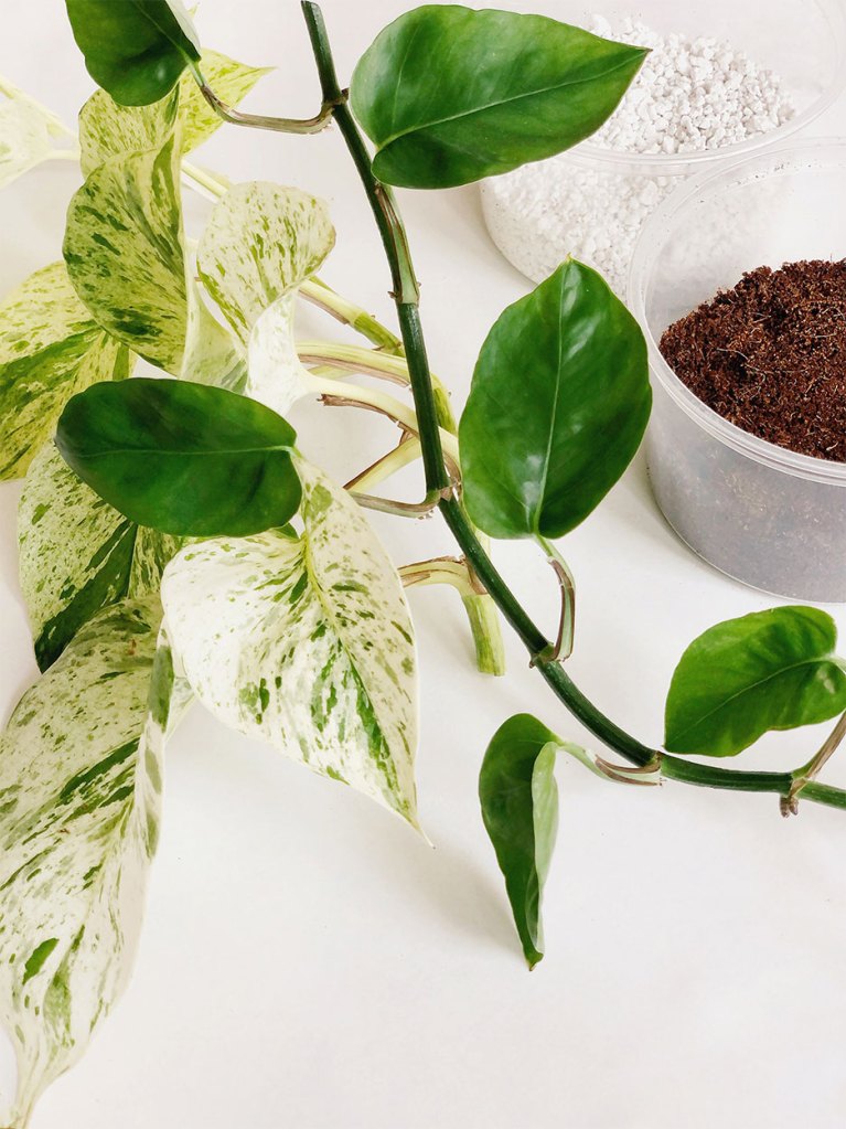 Propagating Pothos 101: One Plant-Lover’s Trick for Doing It in Soil