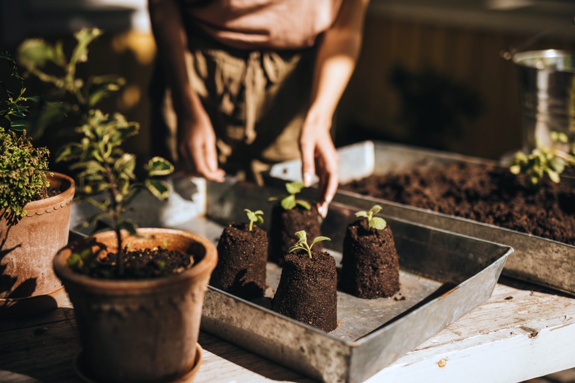 Growing Tomatoes, Greens, and Herbs Is Easier Than You Think | domino