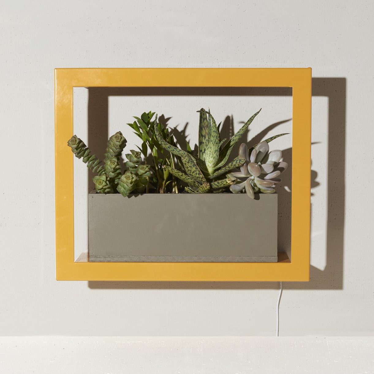 The Modern Sprout Grow Frame Review | domino