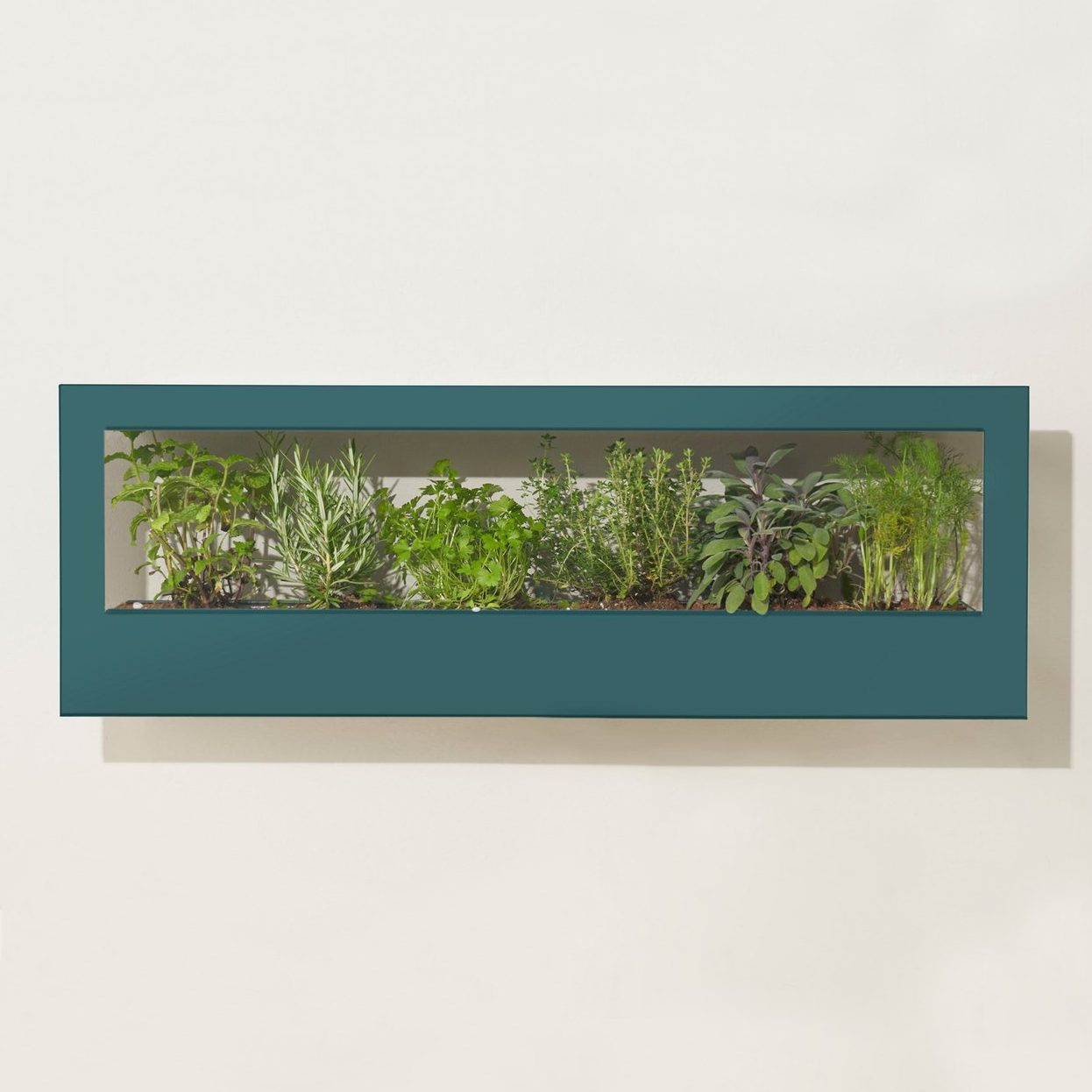 The Modern Sprout Grow Frame Review | domino