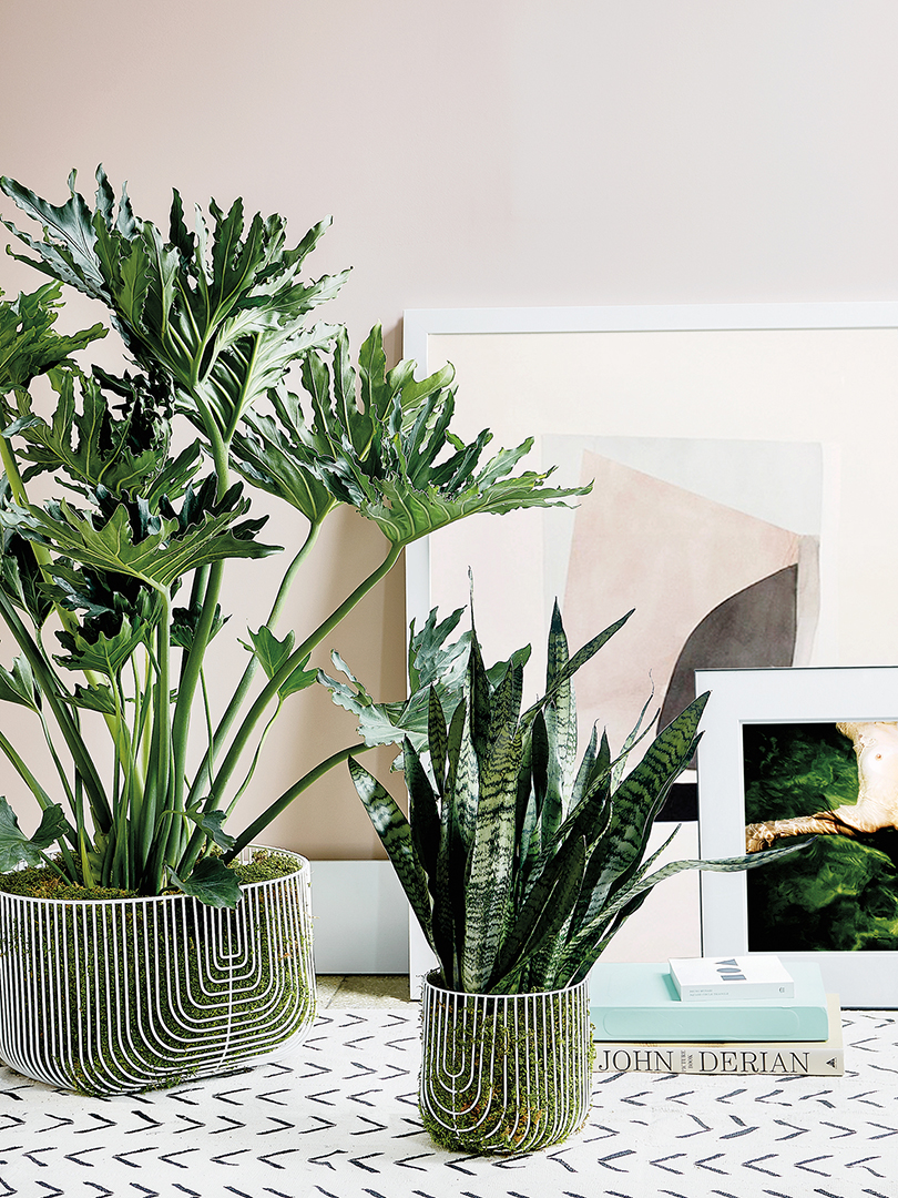 15 Trending House Plants And Accessories For 2021