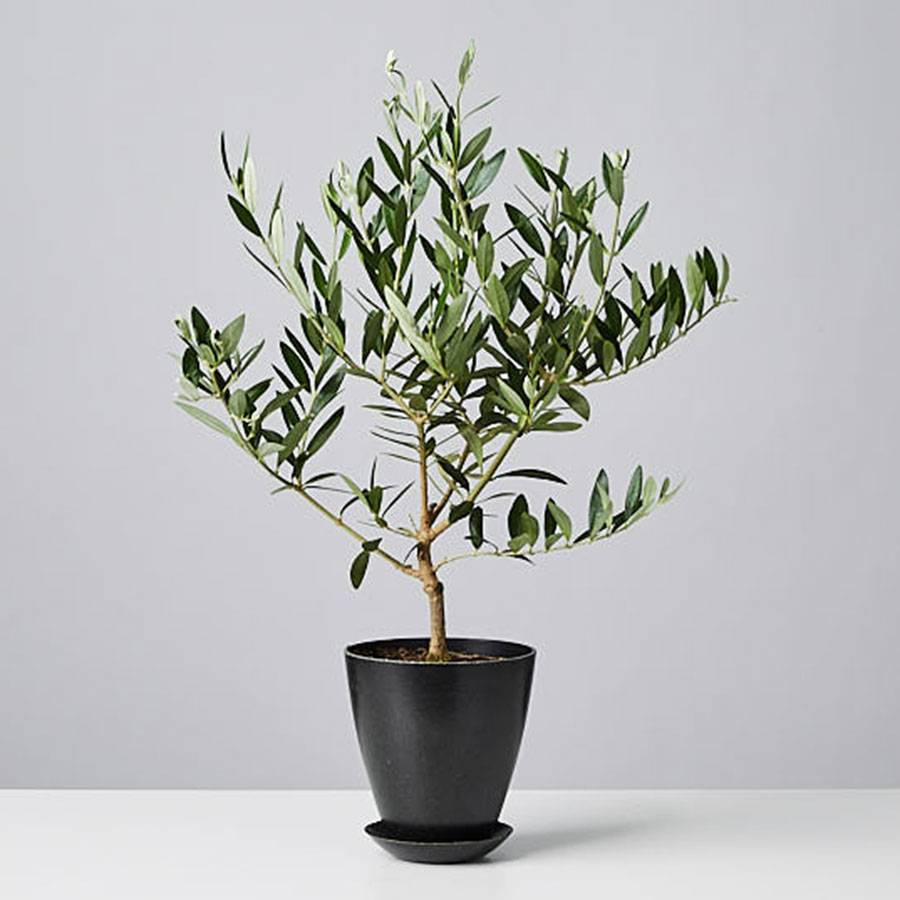 The Black Olive Tree Is the Statement Houseplant