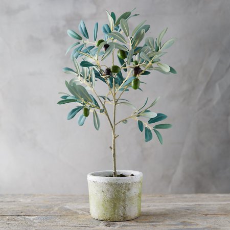 The Black Olive Tree Is the Statement Houseplant