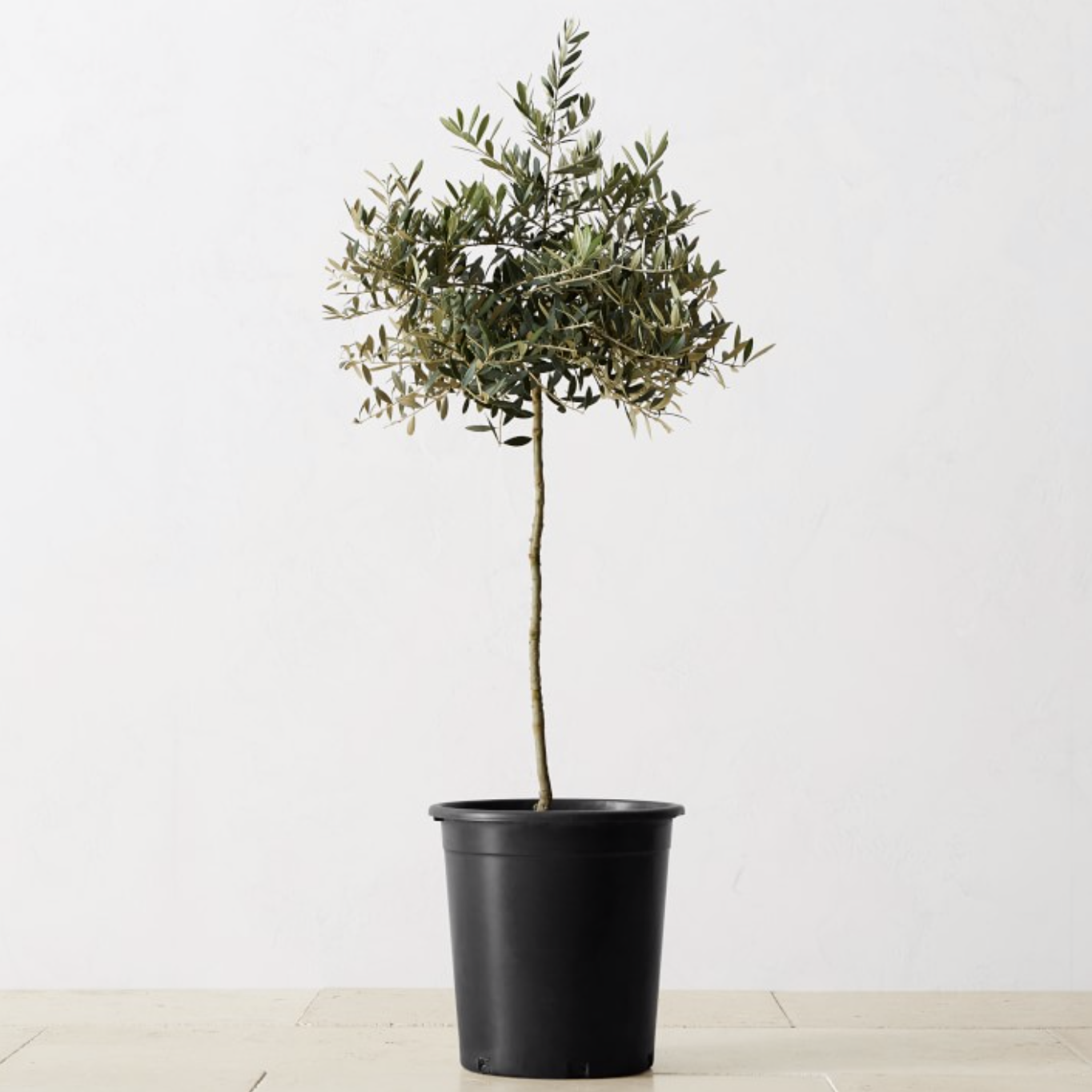 The Black Olive Tree Is the Statement Houseplant