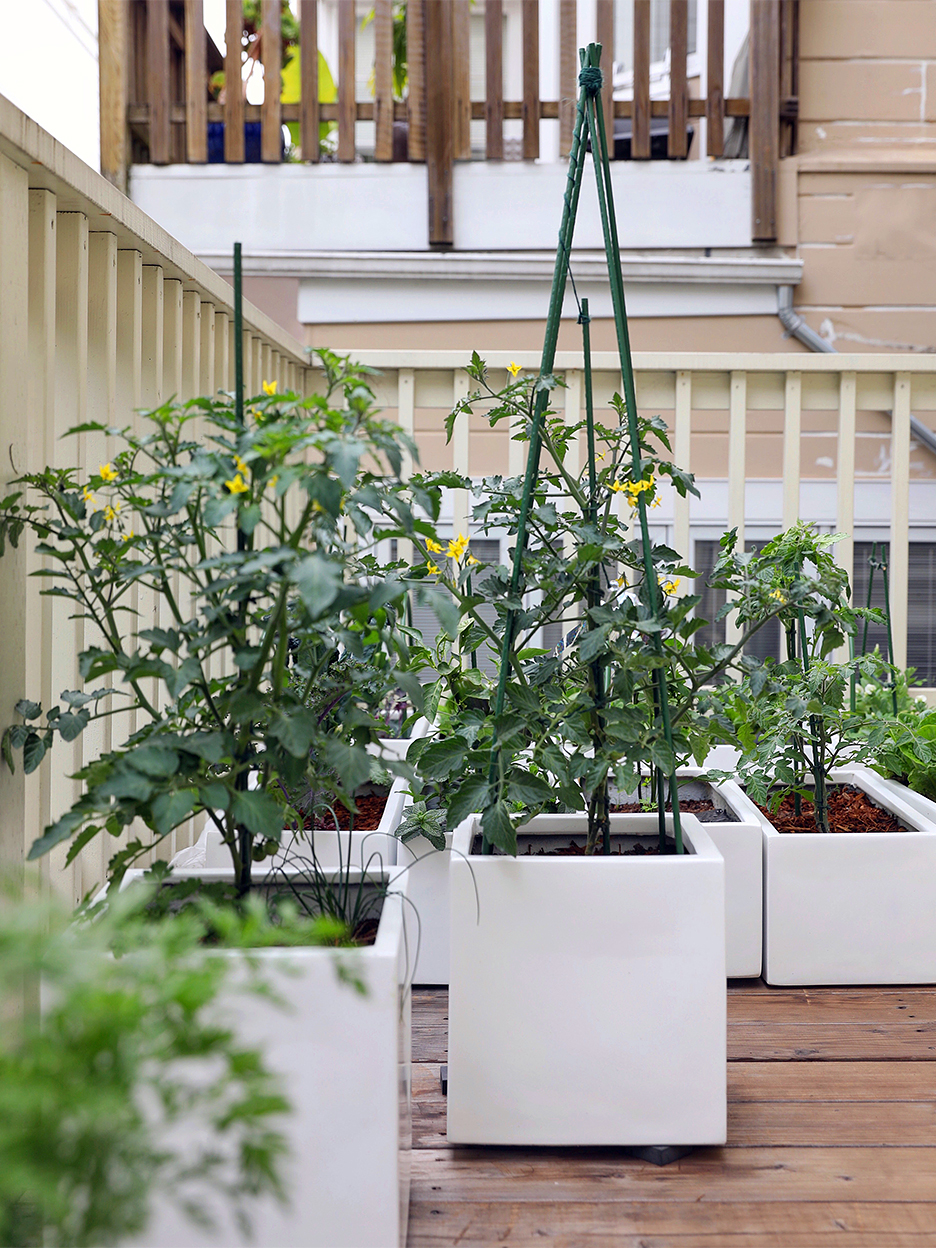 The Best Balcony Garden Ideas From a Photographer’s Tiny San Francisco ...