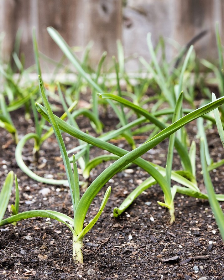 How to Grow Garlic, This Gardener's Favorite Thing to Plant in Fall