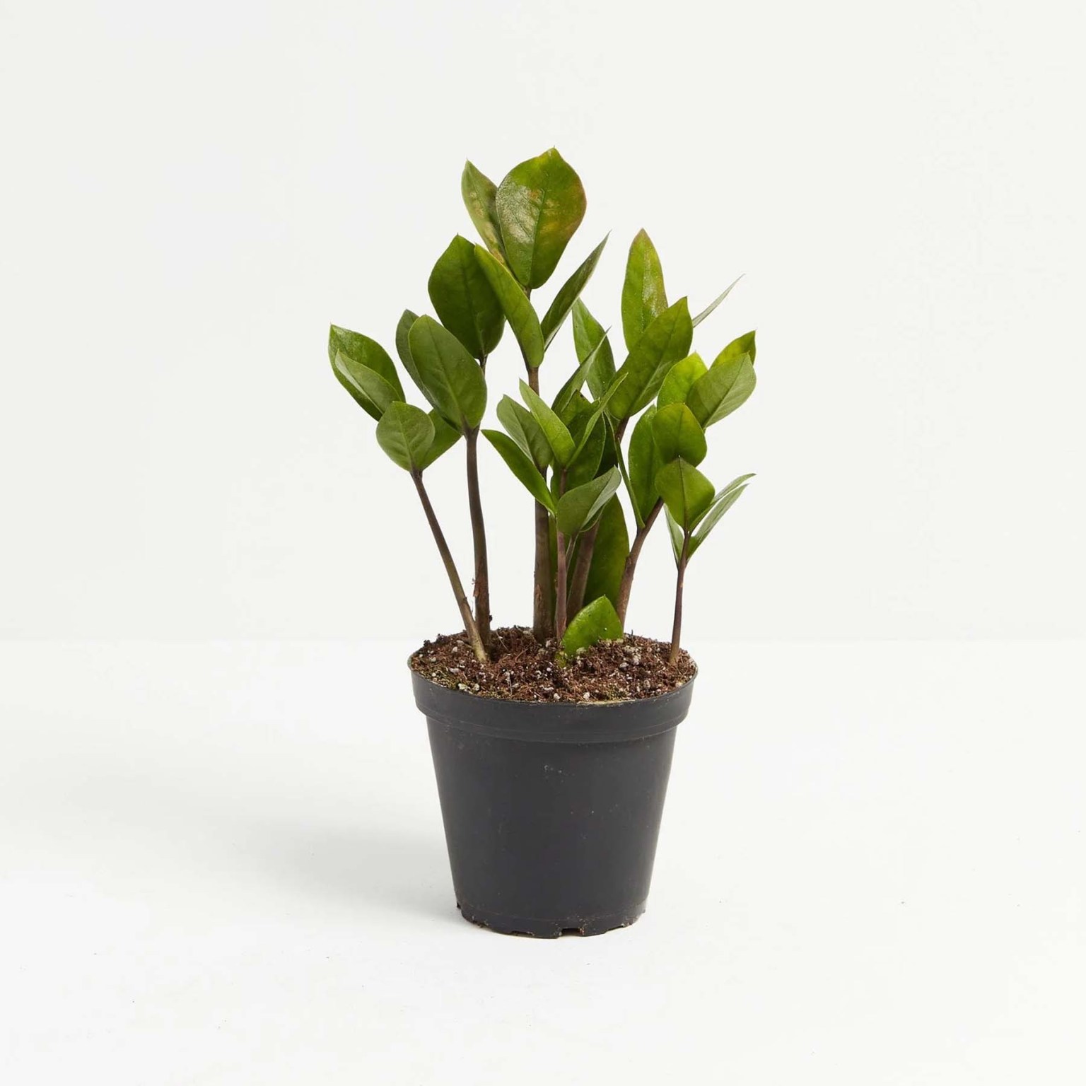 A Feng Shui Plant Expert Reveals the Best Energy-Optimizing Greenery ...