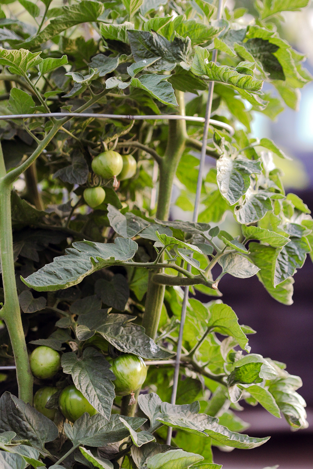 This Front Yard Went from Water-Guzzling to Sustainable and Edible