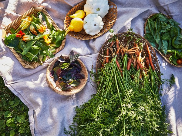 How Jordan Ferney Revived the Old Greenhouse Everyone Told Her to Tear ...