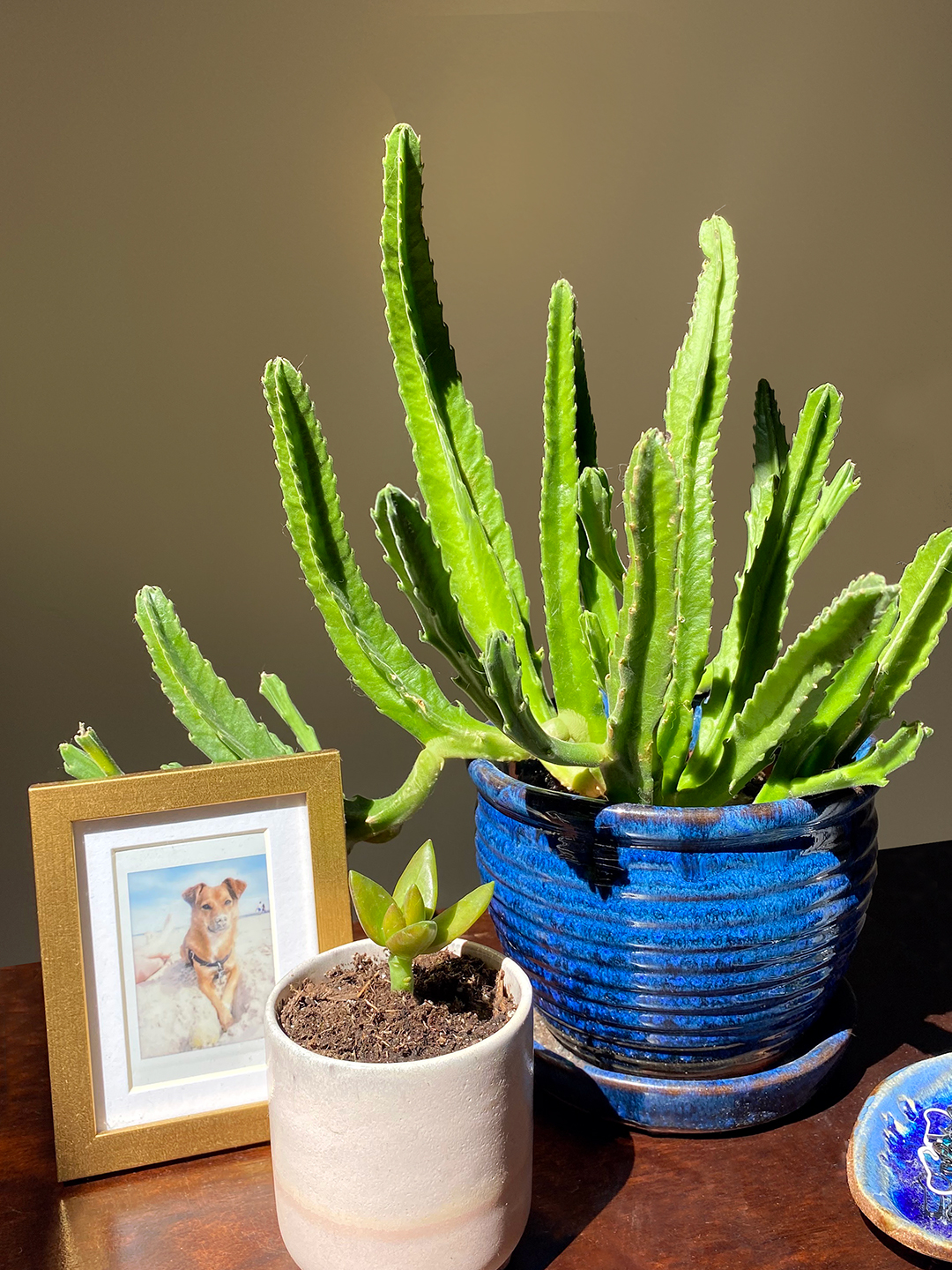 cactus plant