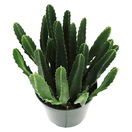 This Succulent Looks Straight out of Stranger Things | domino