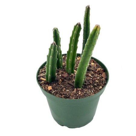 This Succulent Looks Straight out of Stranger Things | domino