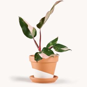 Every Plant Collector Covets the Pink Princess Philodendron