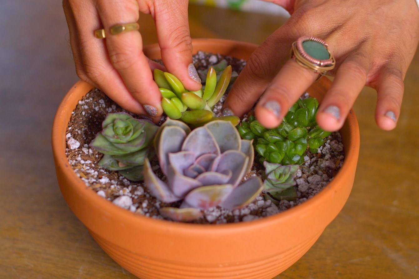 The 3 Tips Plant Kween Wants You to Take Away from Their New Succulent Garden Workshop