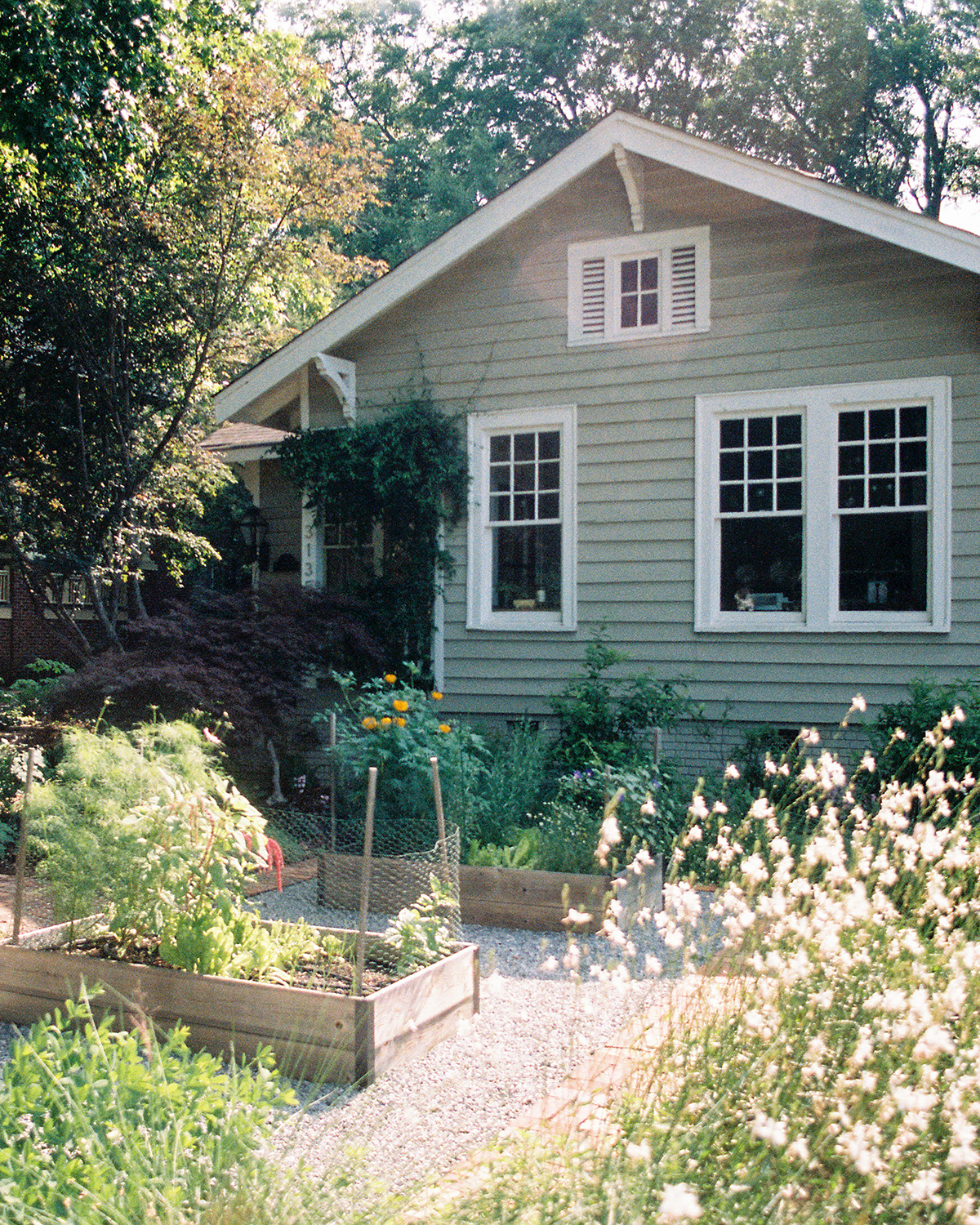 How I Turned My Friend’s Yard Into a Pollinator Paradise