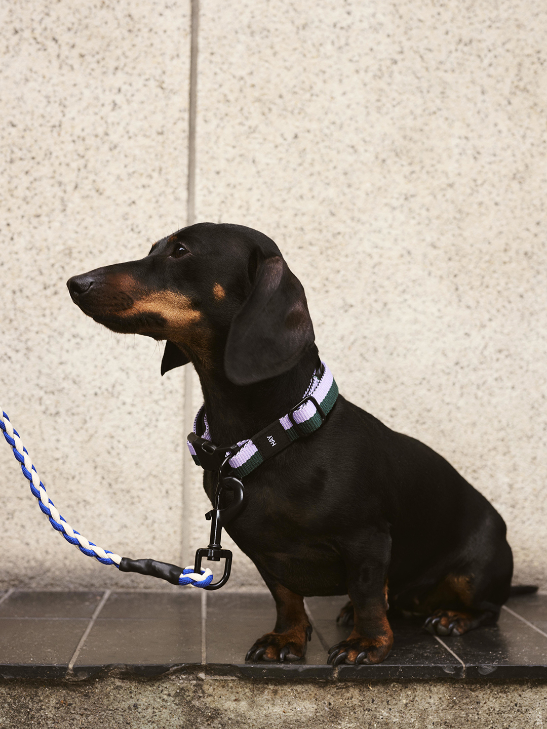 Hay's First Pet Bed is Made For Dogs with Discerning Design Taste | domino