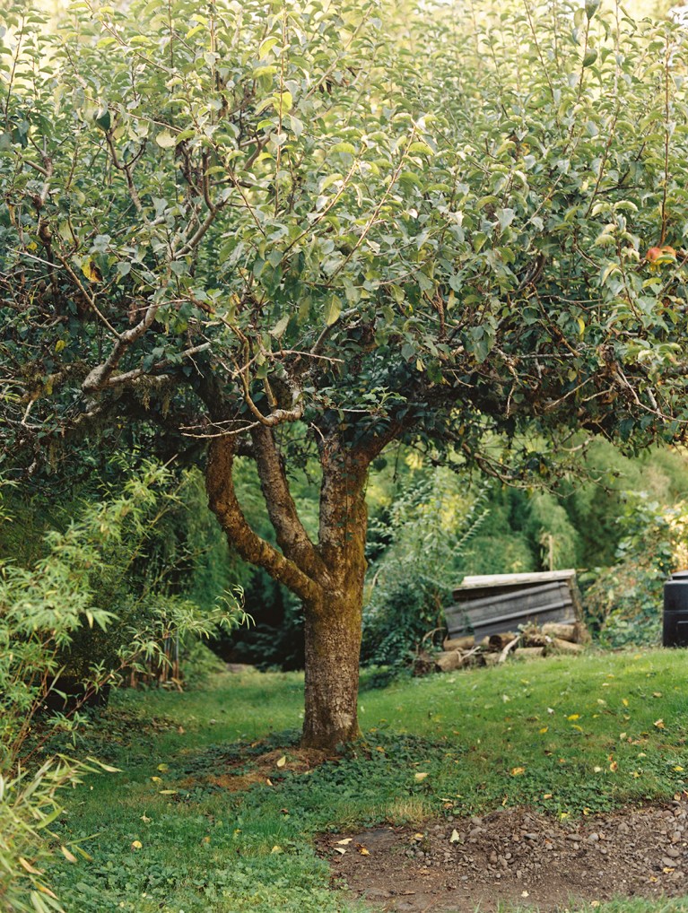 A Landscape Designer Looks Back on the Successes of Her Family’s Garden